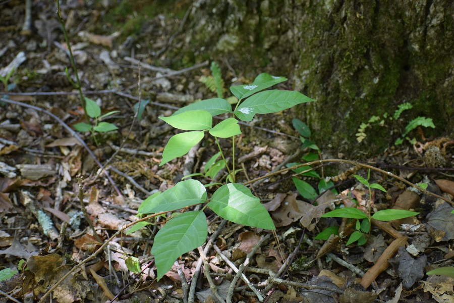Can YOU Identify Poison Ivy? (Part 1) | Richland Library
