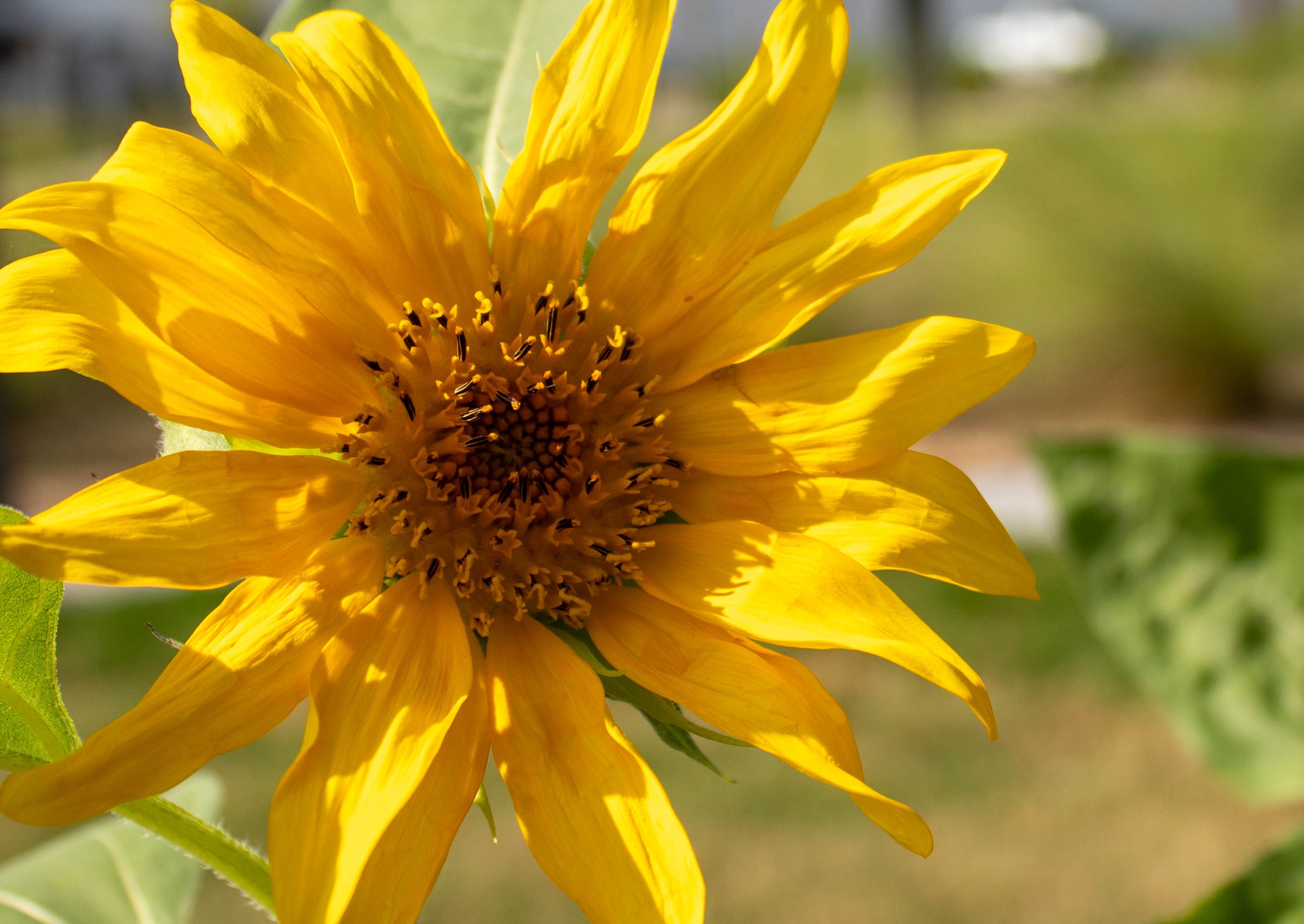 Ask a Flower (April 2019) | Richland Library