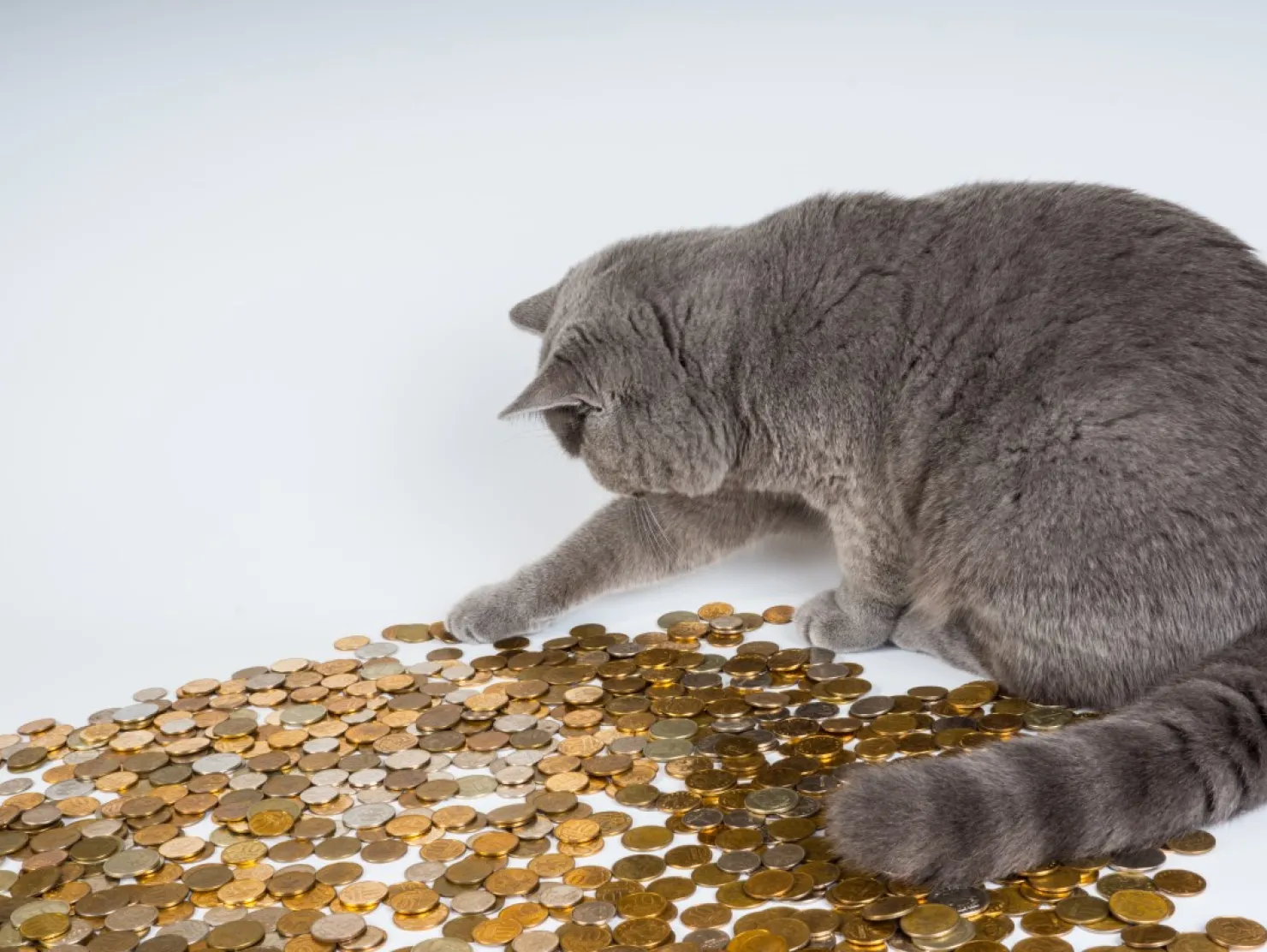 Financial Literacy Month: Which Money Animal Are You? | Richland Library