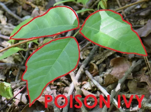 Can YOU Identify Poison Ivy? (Part 1) | Richland Library
